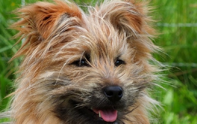Accueil - Elevage De la borde d'ouzoum - eleveur de chiens Berger des ...